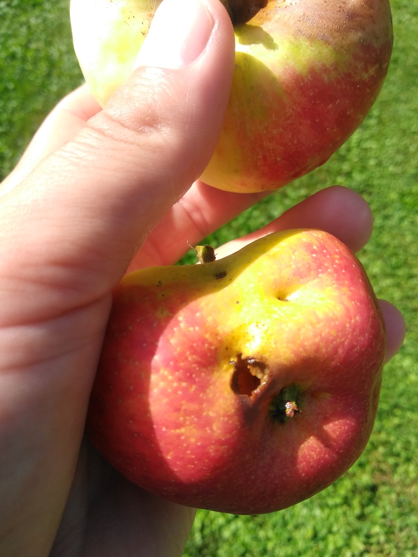 Please help ID apple damage - General Fruit Growing - Growing Fruit
