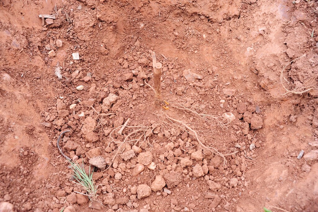Issues with Burying Fig Plants Deep - General Fruit Growing - Growing Fruit