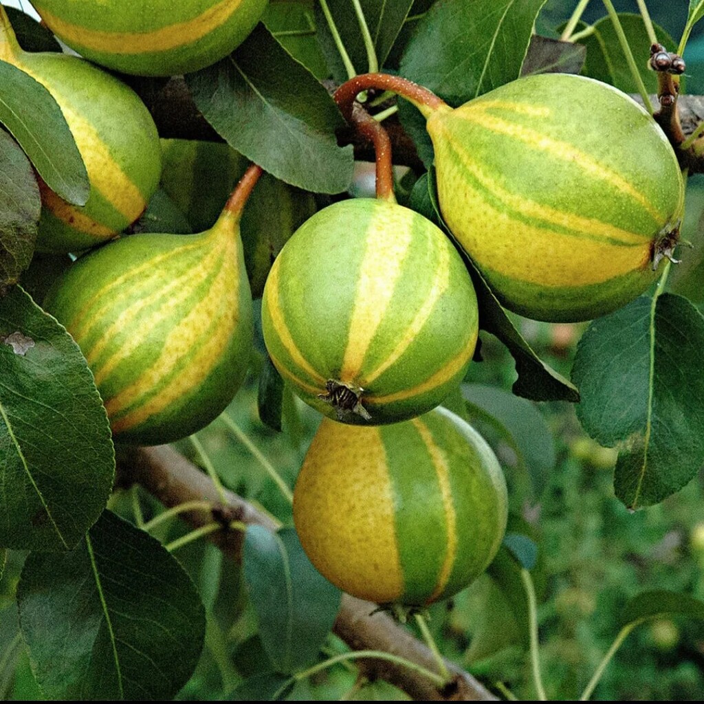 Striped pears - research is needed - General Fruit Growing - Growing Fruit