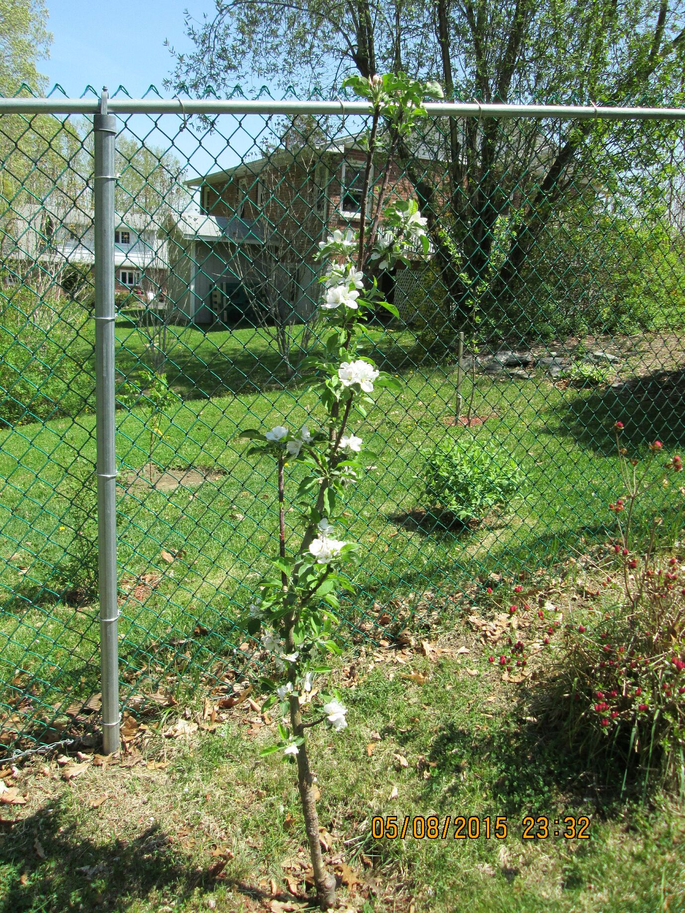 Urban/column apple tree - General Fruit Growing - Growing Fruit
