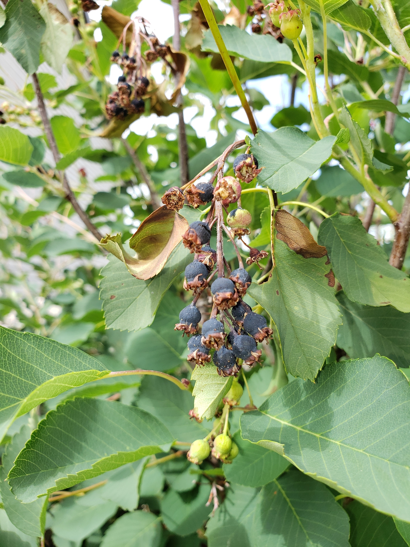 Juneberries! - Page 2 - General Fruit Growing - Growing Fruit
