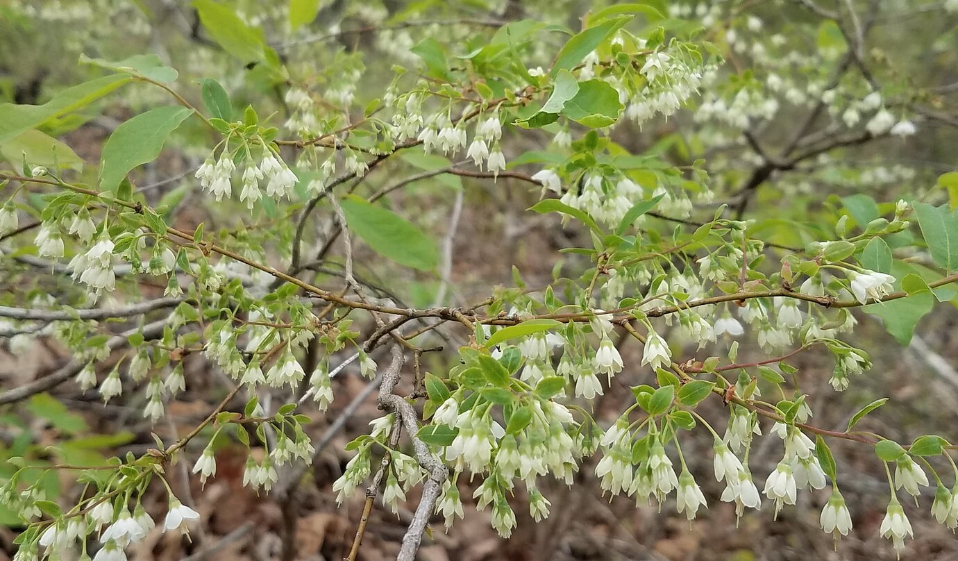 Elliott's Huckleberry Season Has Begun - General Fruit Growing ...
