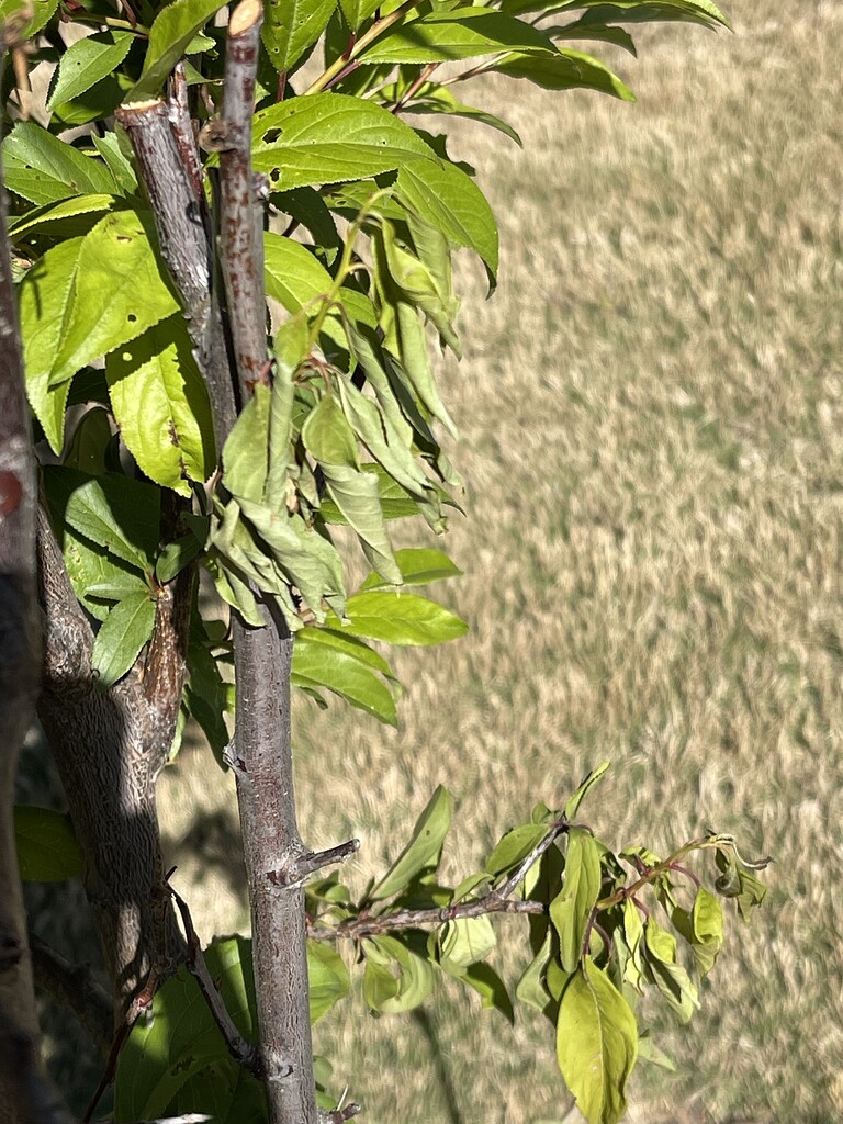 Branches dying on multi grafted pluot tree - General Fruit Growing ...