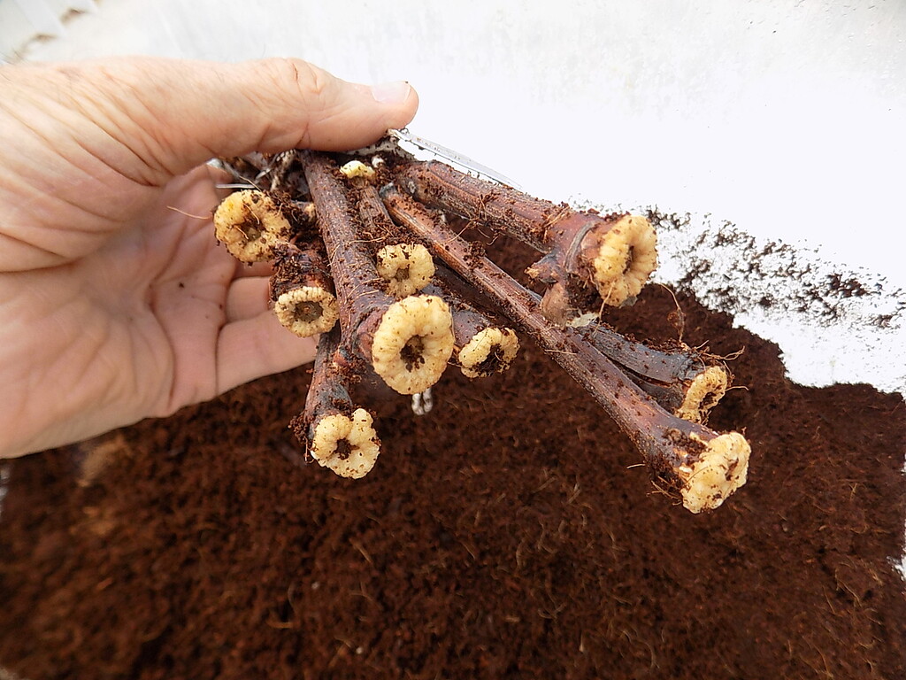 Pics of massive callus formation on Richard's grape cuttings - General ...