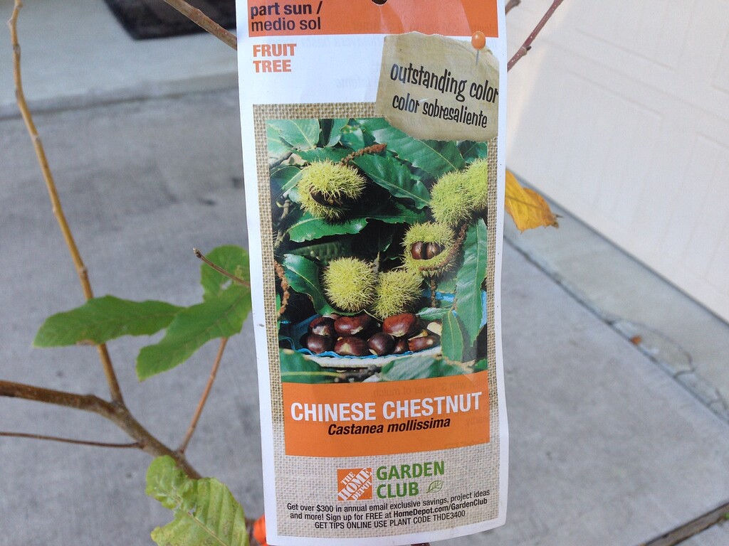 Chinese Chestnut at Home Depot - Page 2 - General Fruit Growing ...