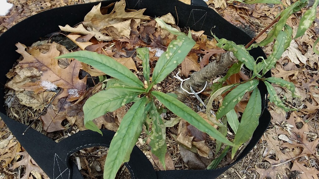 Peach seedling not winter dormant - General Fruit Growing - Growing Fruit