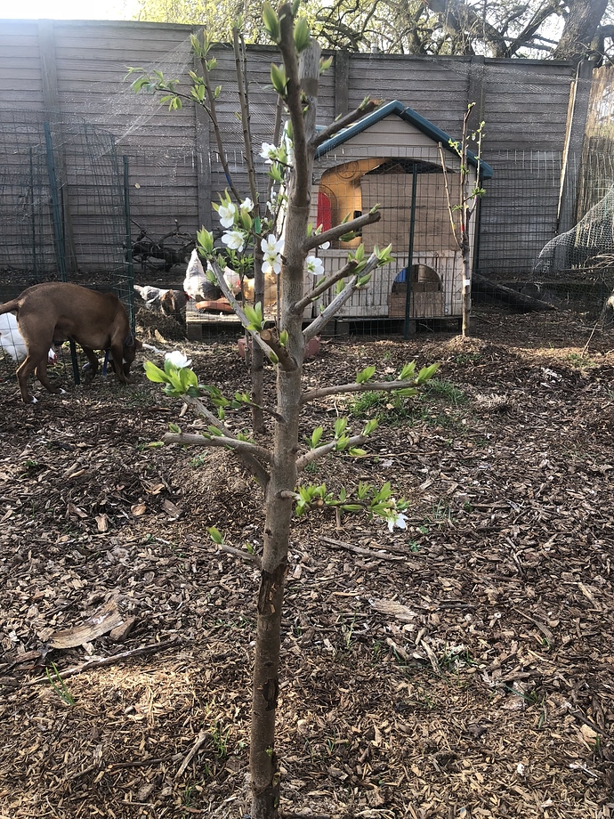 Help choosing scaffolding limbs - General Fruit Growing - Growing Fruit