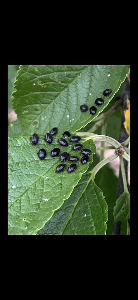 Flea beetle? - General Fruit Growing - Growing Fruit