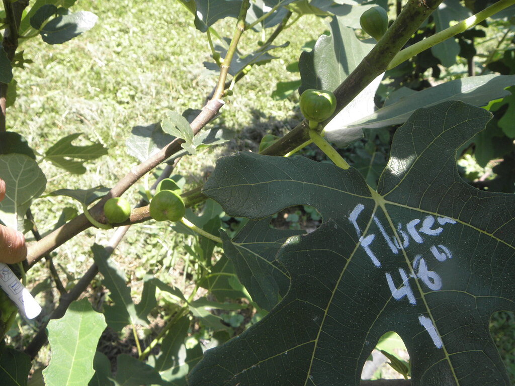 Inground Fig Set Observations and Discussion (Pic Heavy) - General ...