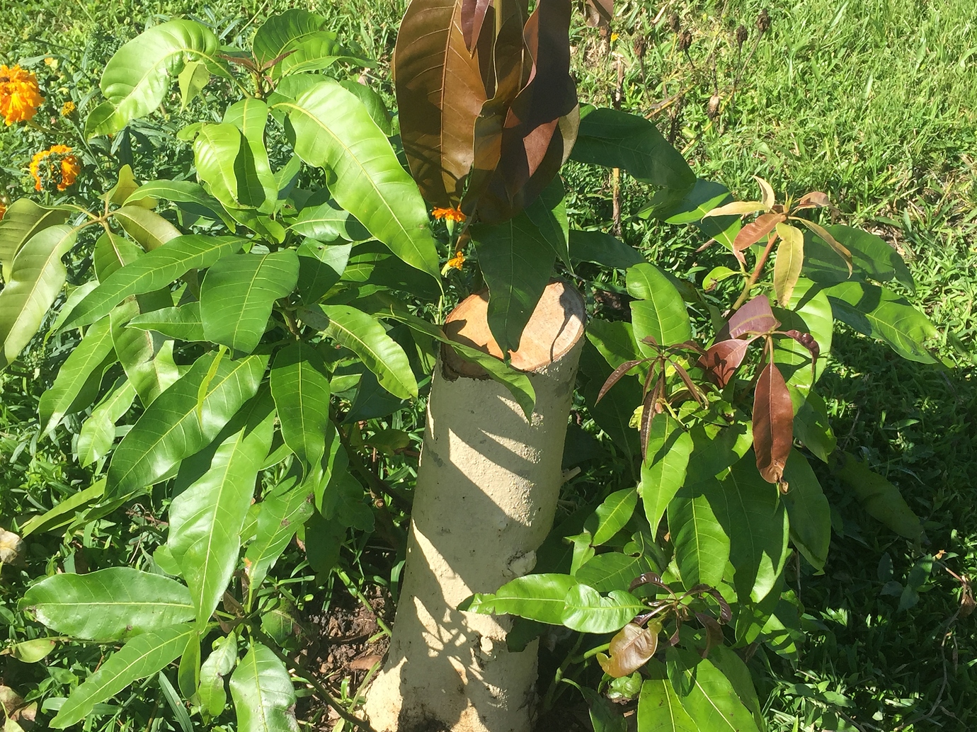 Looking for recommendation on my dead mango tree - General Fruit ...