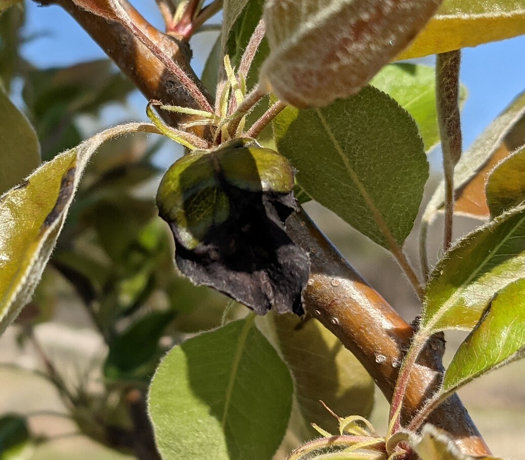 Pear trees with black edges on leaves - General Fruit Growing - Growing ...