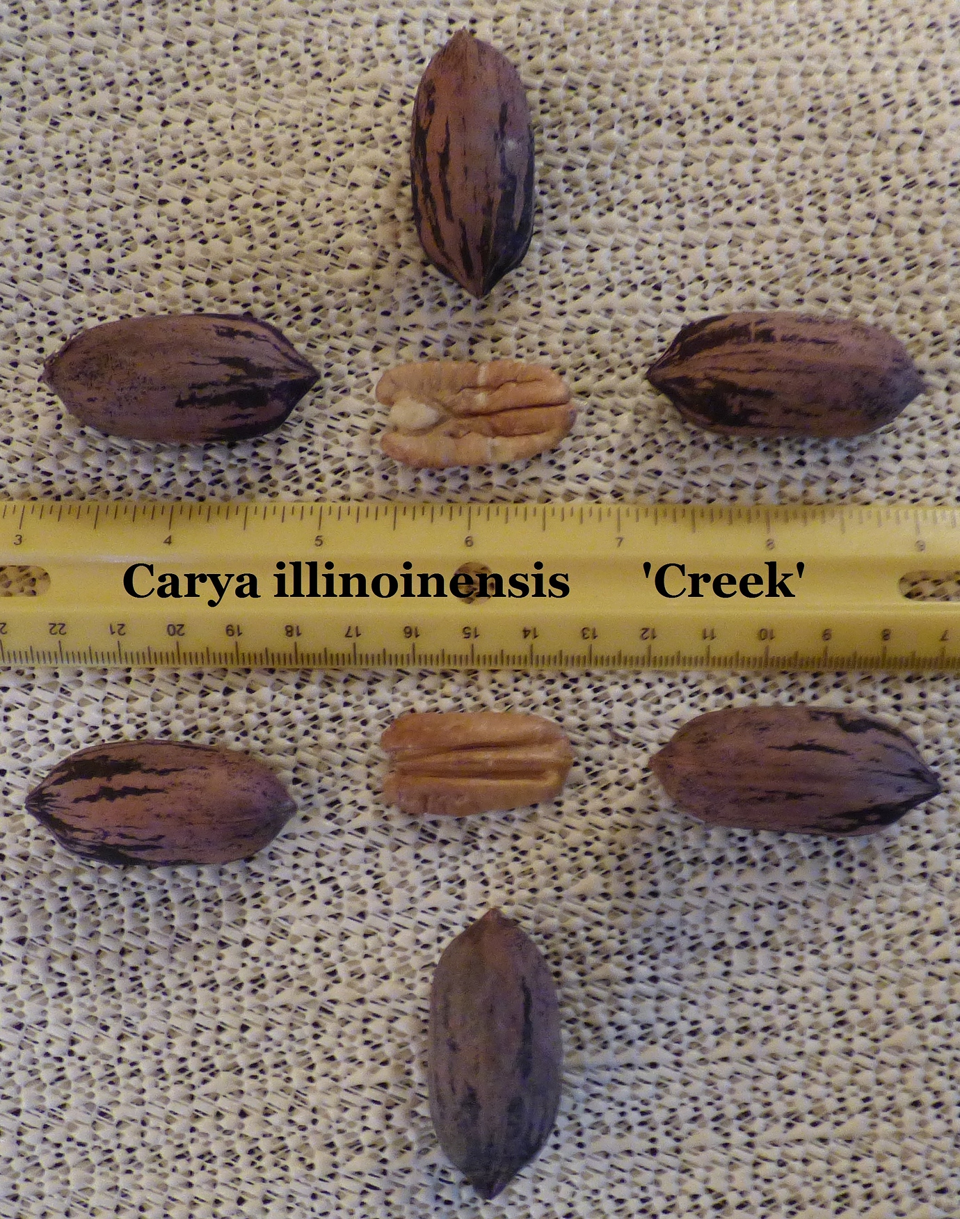 Pecan pollination chart - General Fruit Growing - Growing Fruit