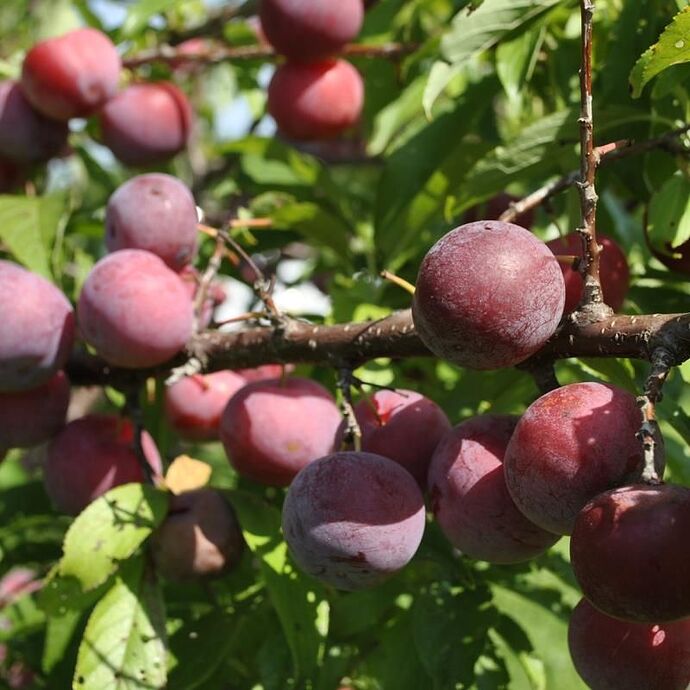 Toka Plum .... great crop this year - General Fruit Growing - Growing Fruit