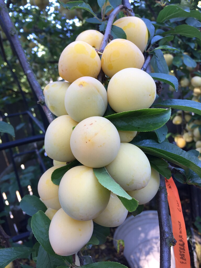 Shiro Plums - General Fruit Growing - Growing Fruit
