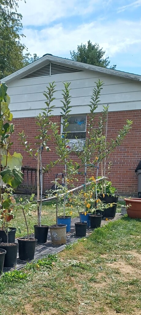 Anyone using 1/2" emt conduit to stake apple trees? - General Fruit ...