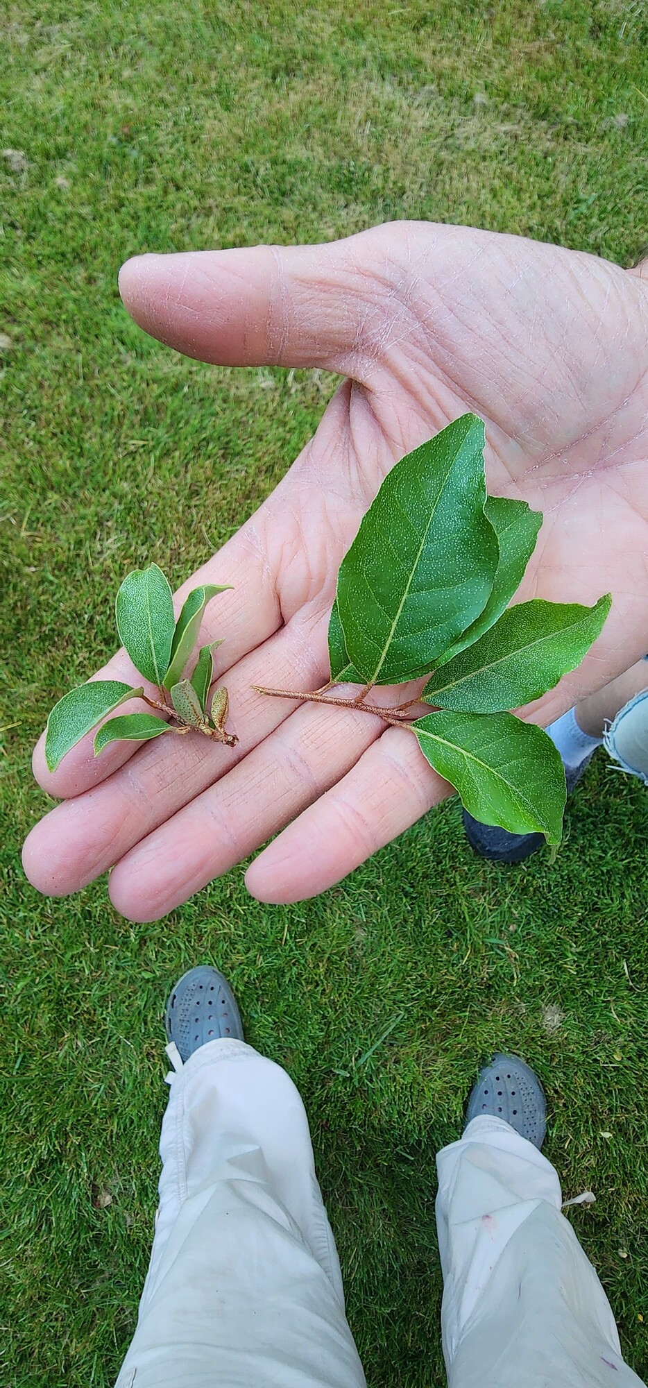 Goumi bush degradation? - General Fruit Growing - Growing Fruit