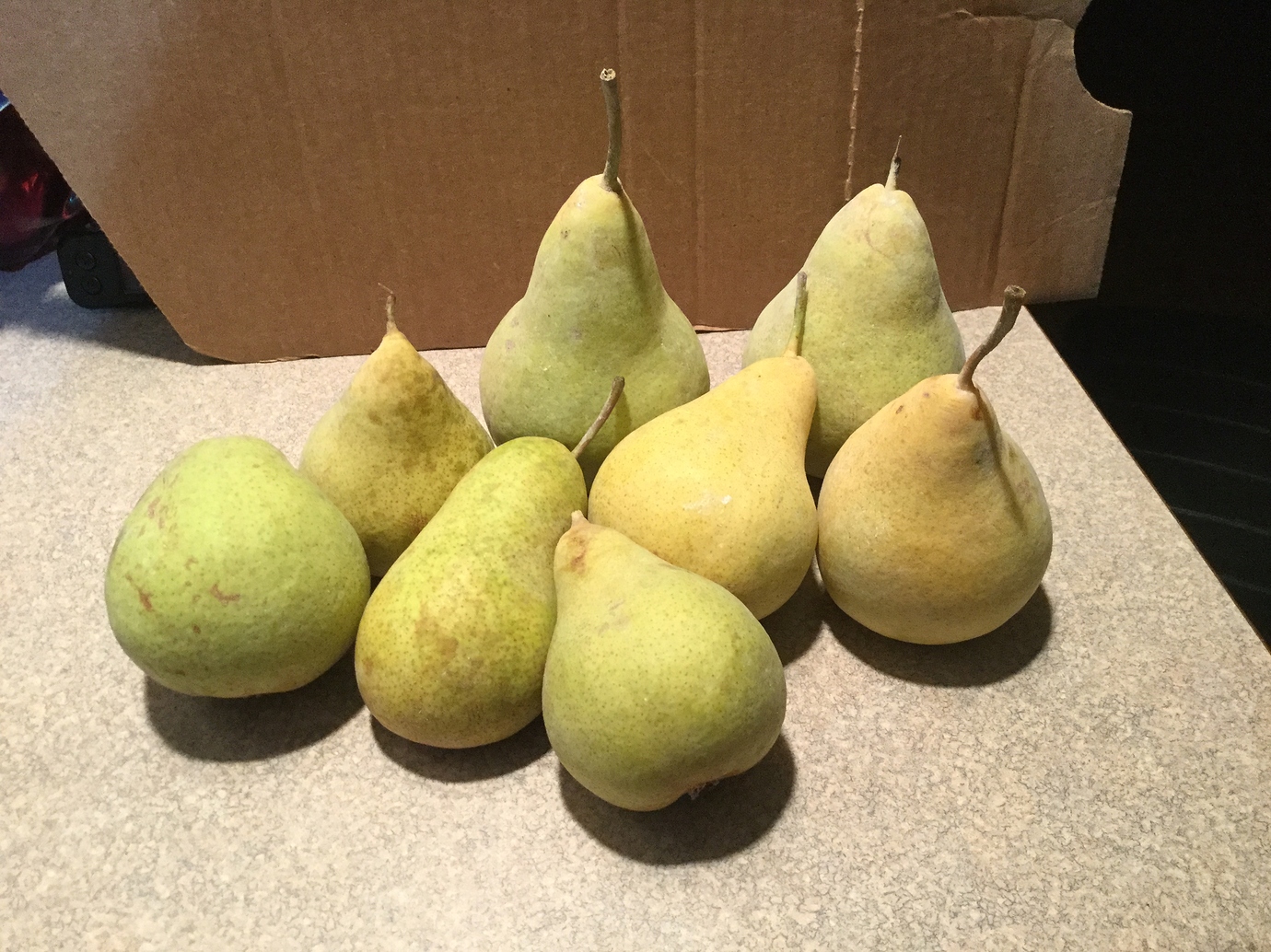 Harrow pears - my observations - General Fruit Growing - Growing Fruit
