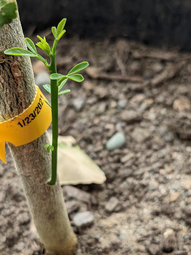 Letting trifoliate citrus rootstock grow a branch? - General Fruit ...