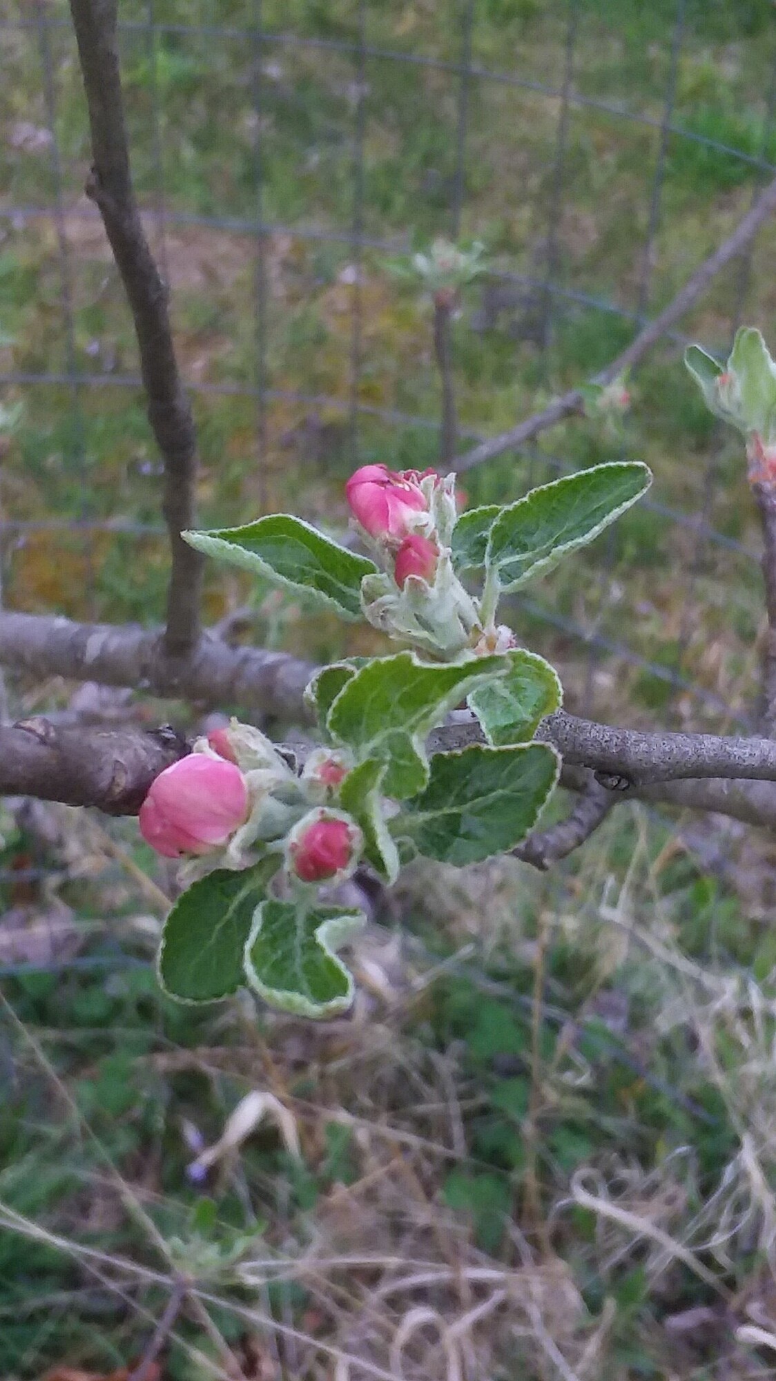 2021 Buds, Flowers and Fruit! - General Fruit Growing - Growing Fruit
