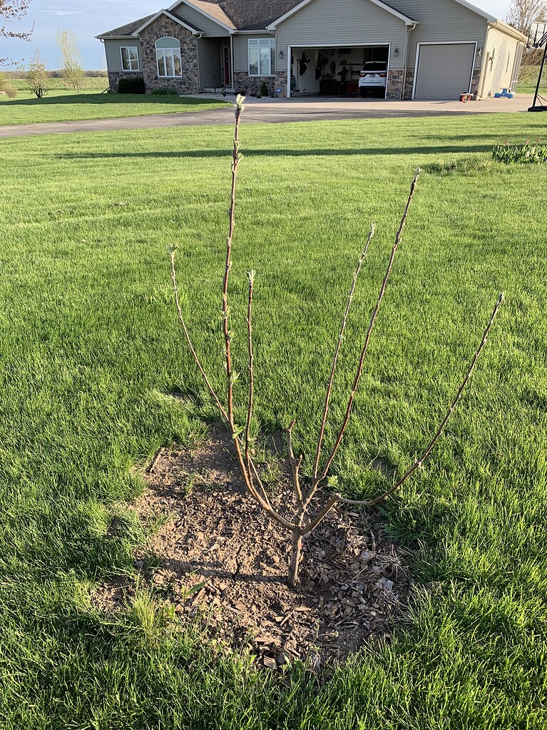 Another “lookit my tree” thread-low, open center - General Fruit ...
