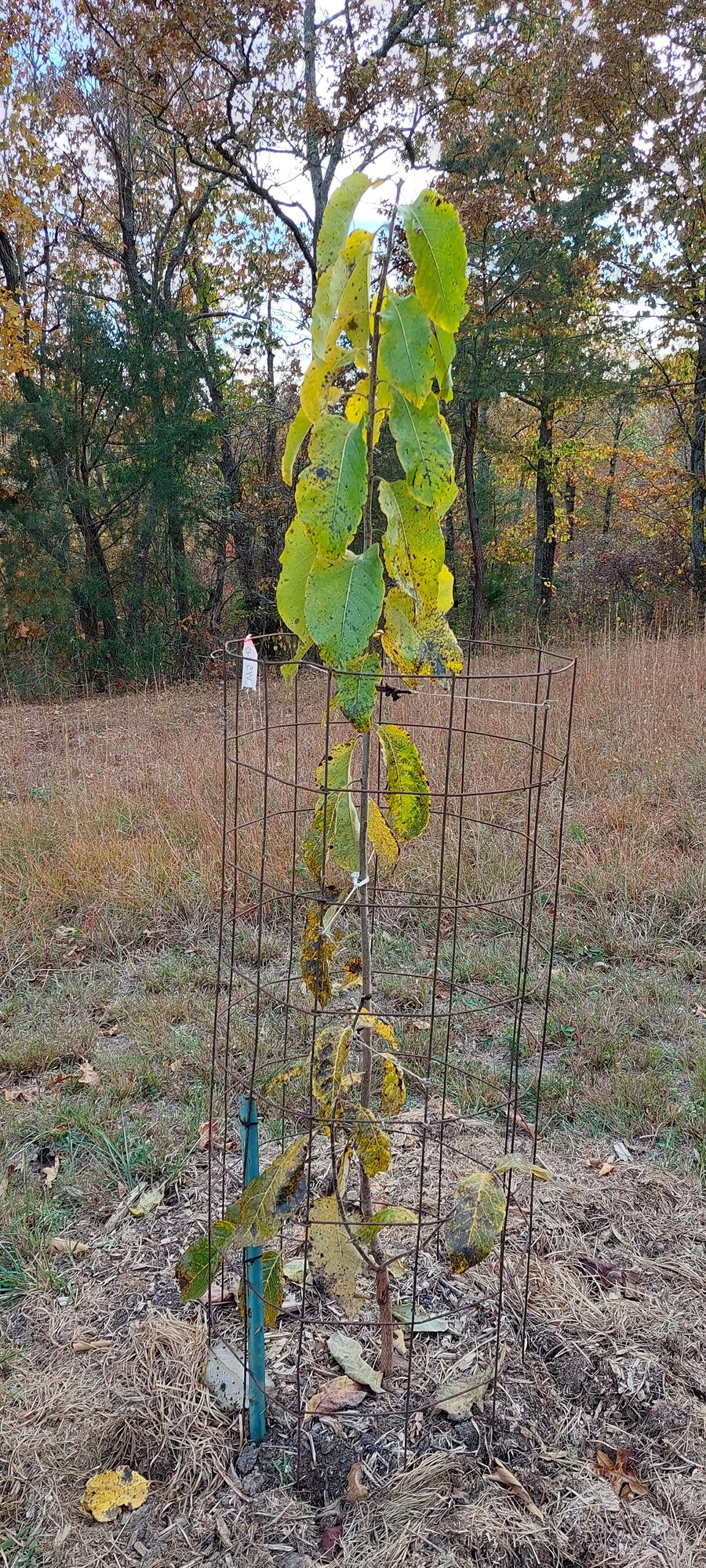 Where to get American persimmon rootstock? - General Fruit Growing ...