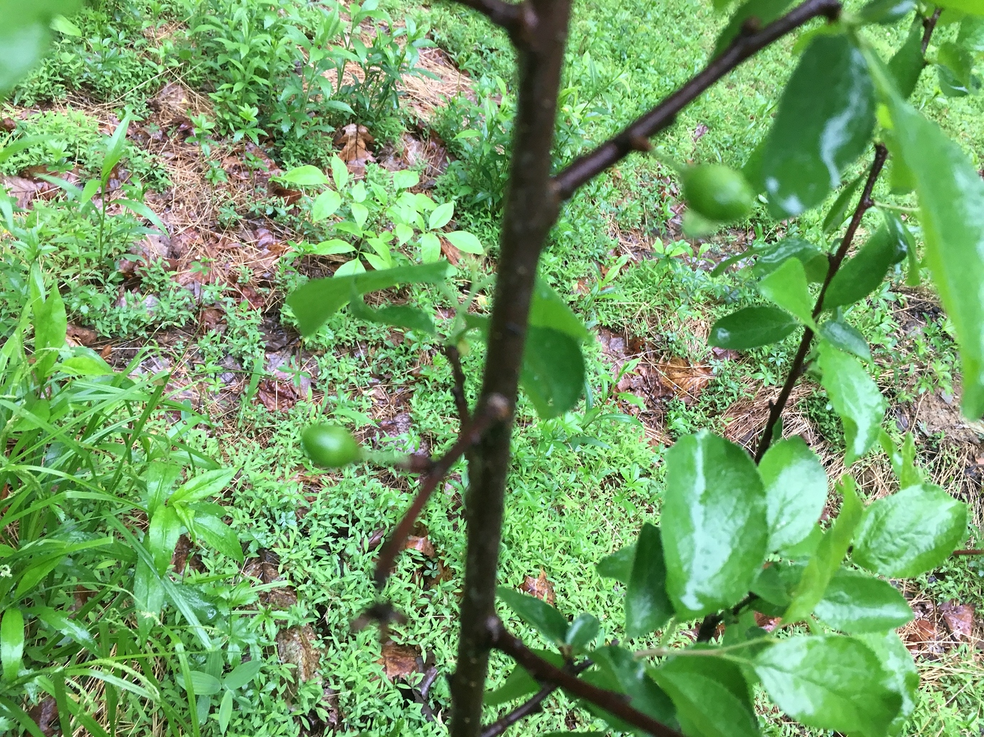 What is This Gage Flavor? - General Fruit Growing - Growing Fruit