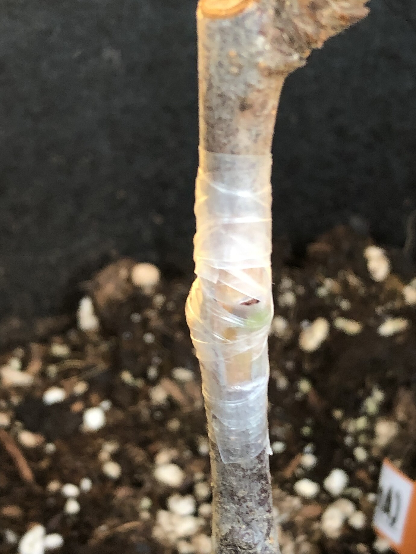 My first chip bud grafting and lessons in biting off too much ...