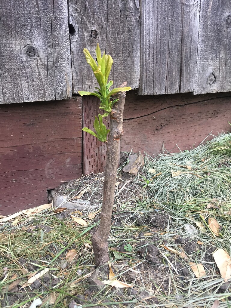 New Dapple Supreme barely breaking buds - General Fruit Growing ...