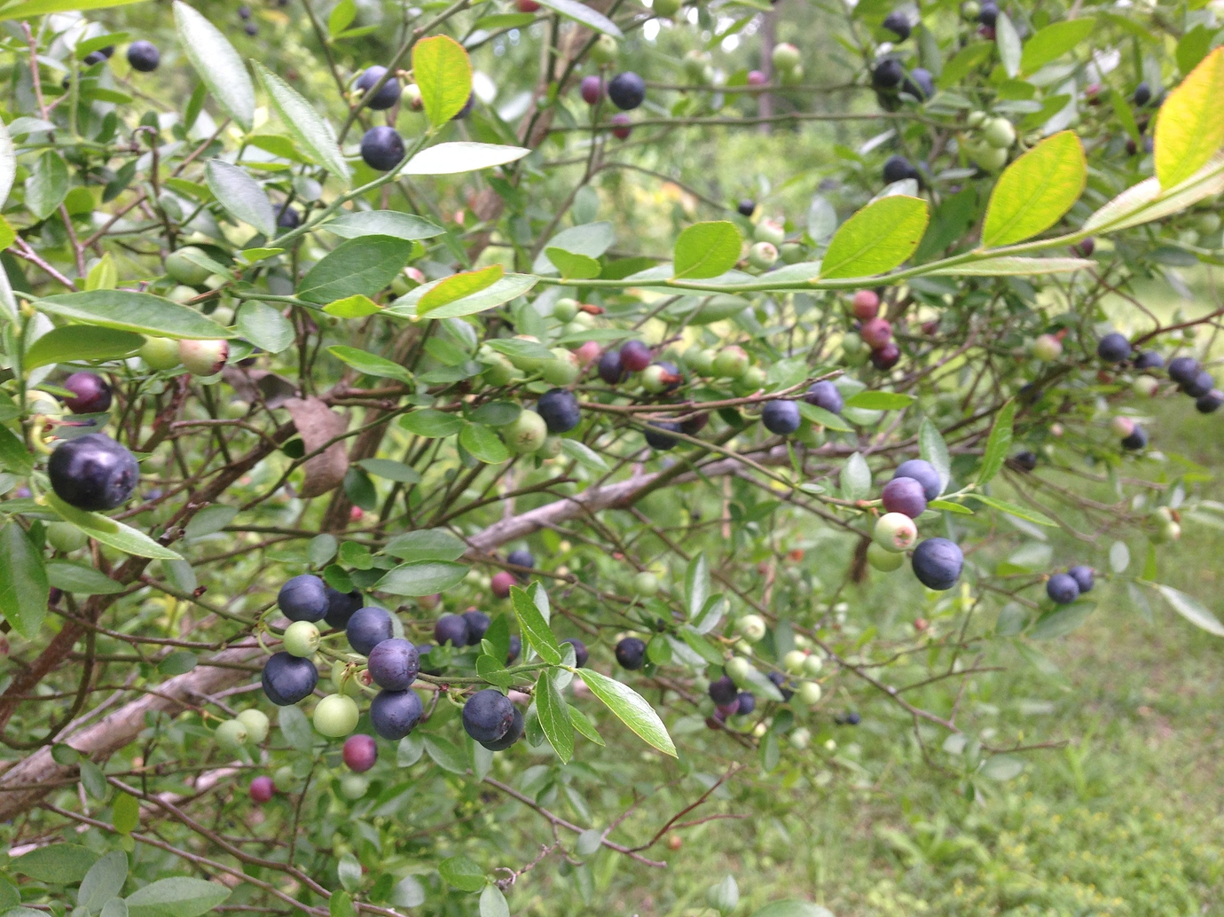 Huckleberries AKA May Berries, AKA Elliot's Blueberry AKA Vaccinium ...