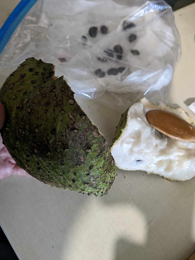Sent by my sister, mystery fruit - General Fruit Growing - Growing Fruit