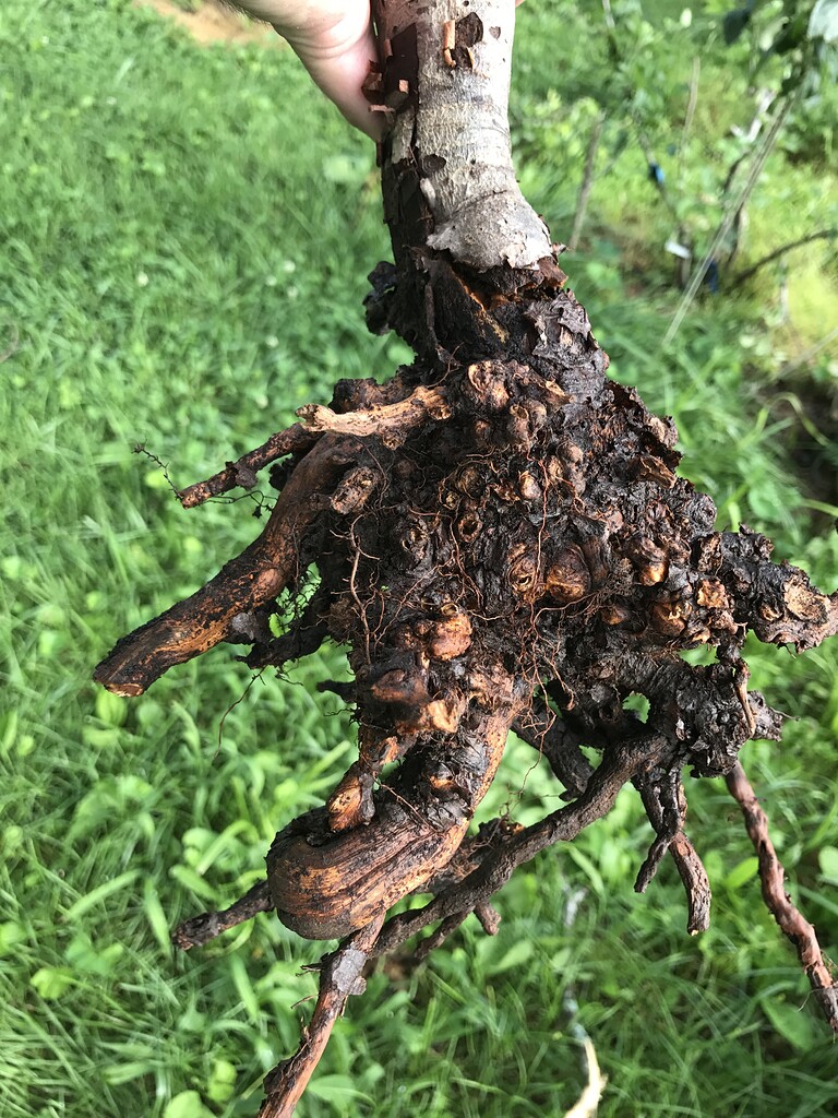 Dead apple tree - General Fruit Growing - Growing Fruit