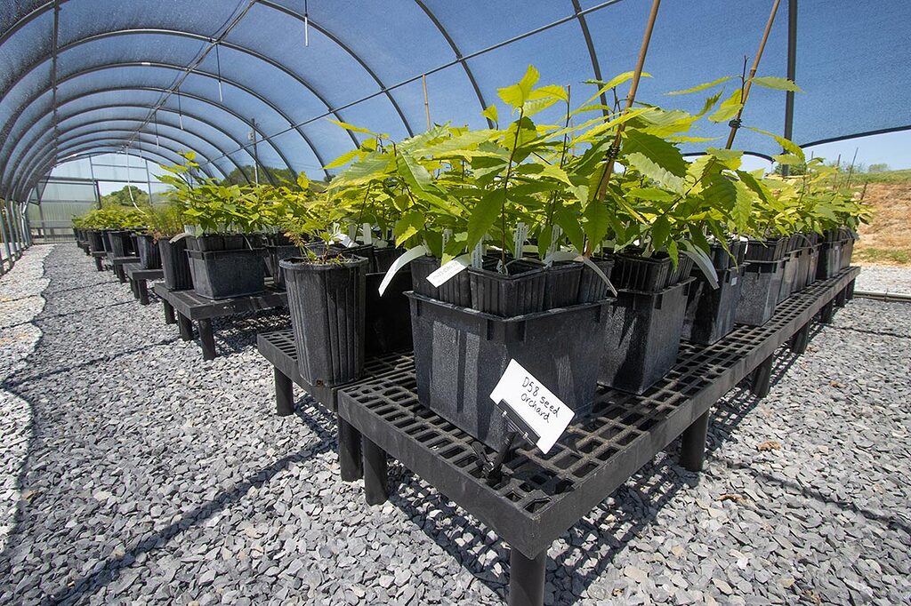 TACF discontinues development of Darling 58 transgenic chestnut tree ...