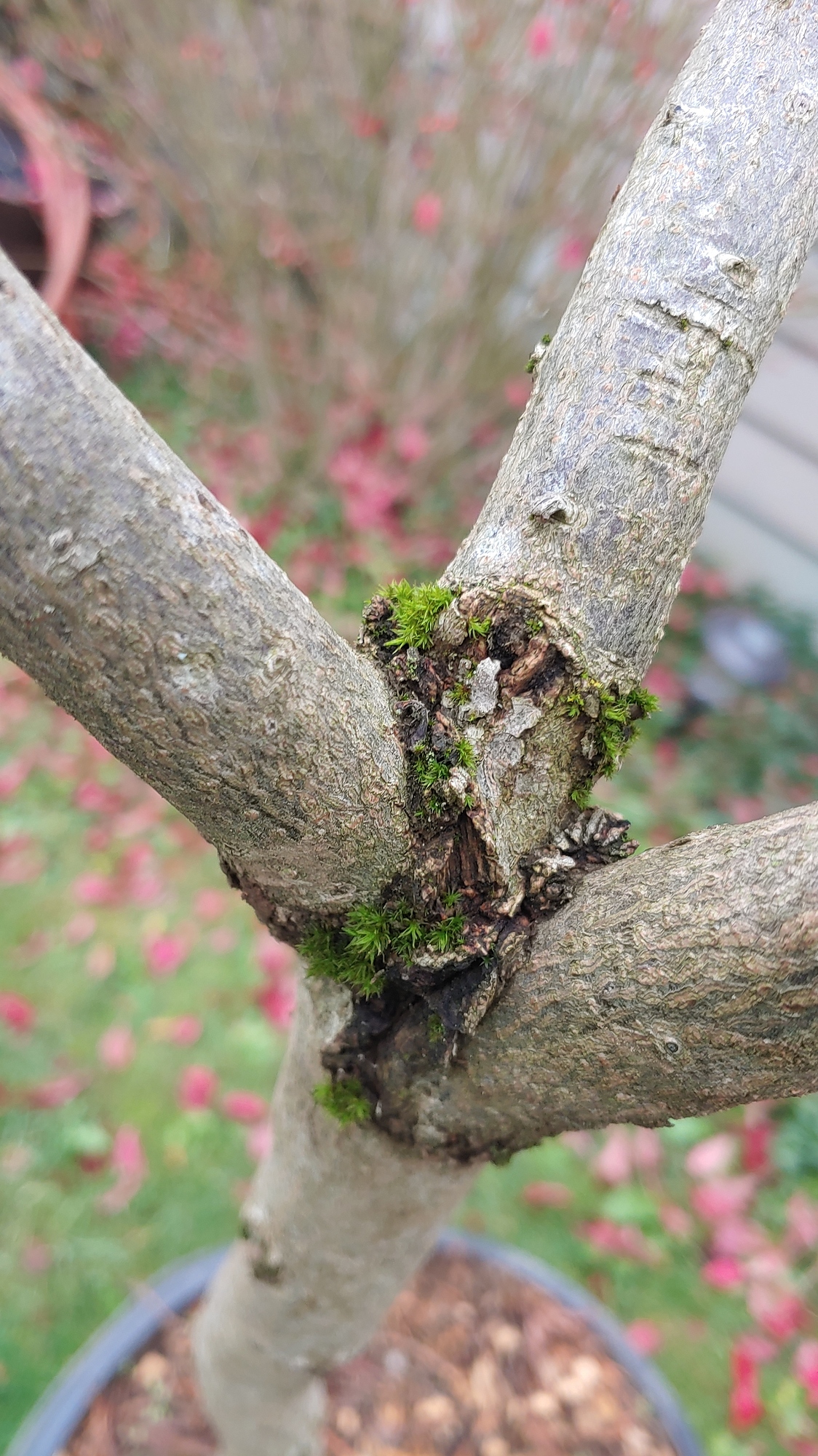 Persimmon bark, is this normal or pathological? - General Fruit Growing ...
