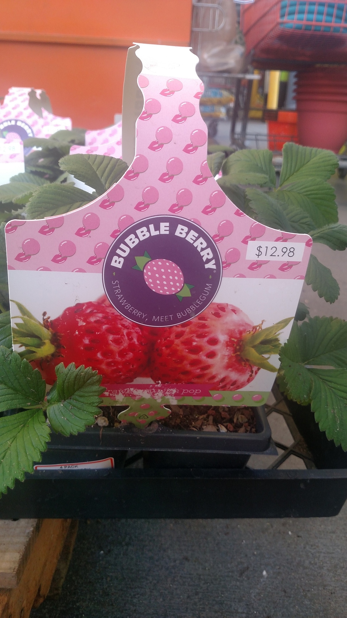 Bubbleberry strawberry - General Fruit Growing - Growing Fruit