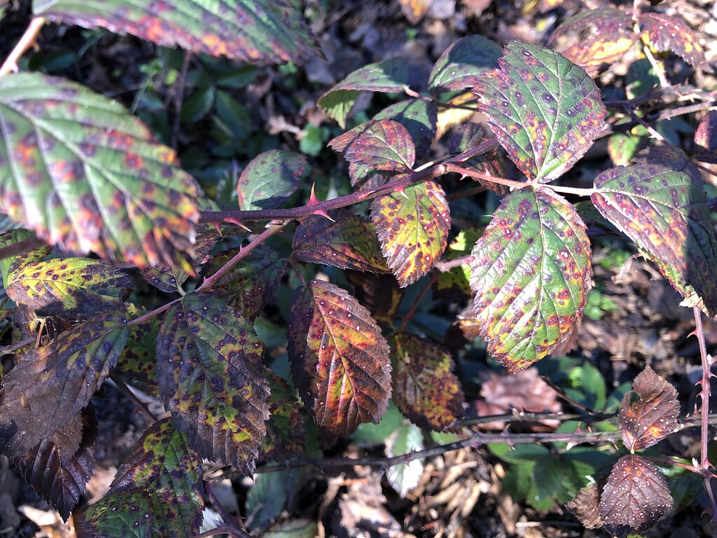 Blackberry disease ID help - General Fruit Growing - Growing Fruit