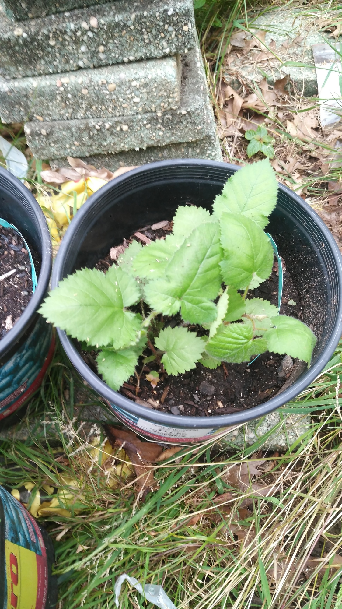 Rubus Breeding - General Fruit Growing - Growing Fruit