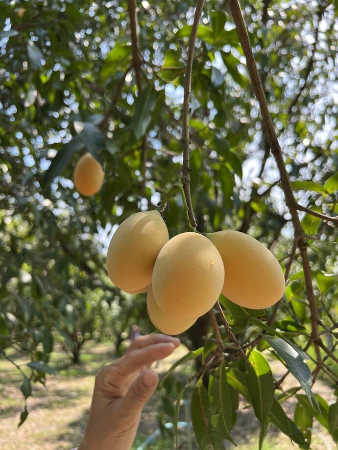 Maprang - new to me fruit - General Fruit Growing - Growing Fruit