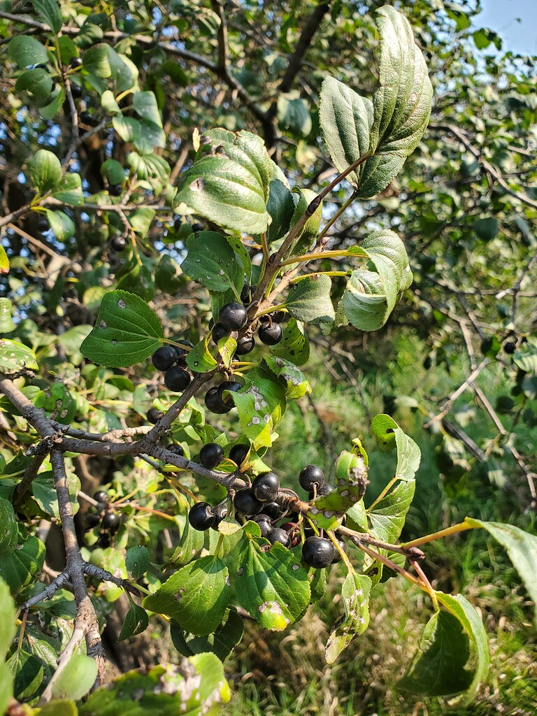 Fruit tree ID (in Iowa) - General Fruit Growing - Growing Fruit