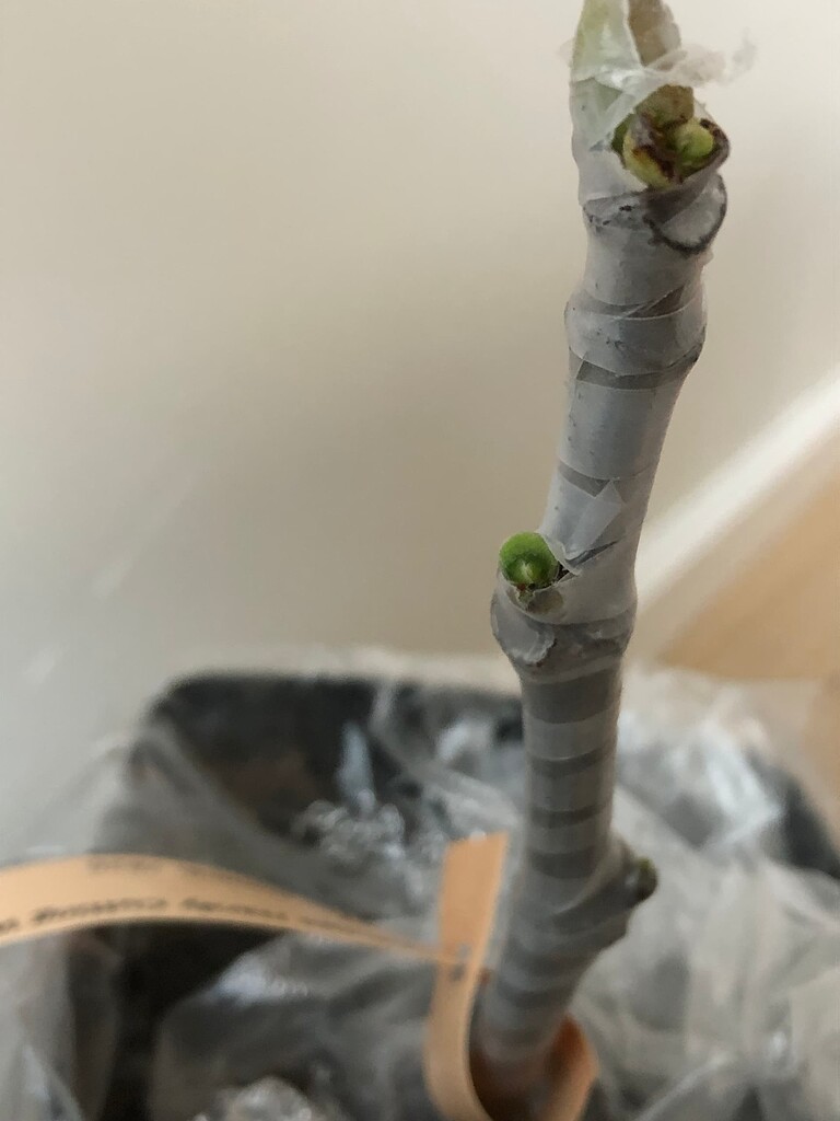 Figlet on rooted cutting - General Fruit Growing - Growing Fruit