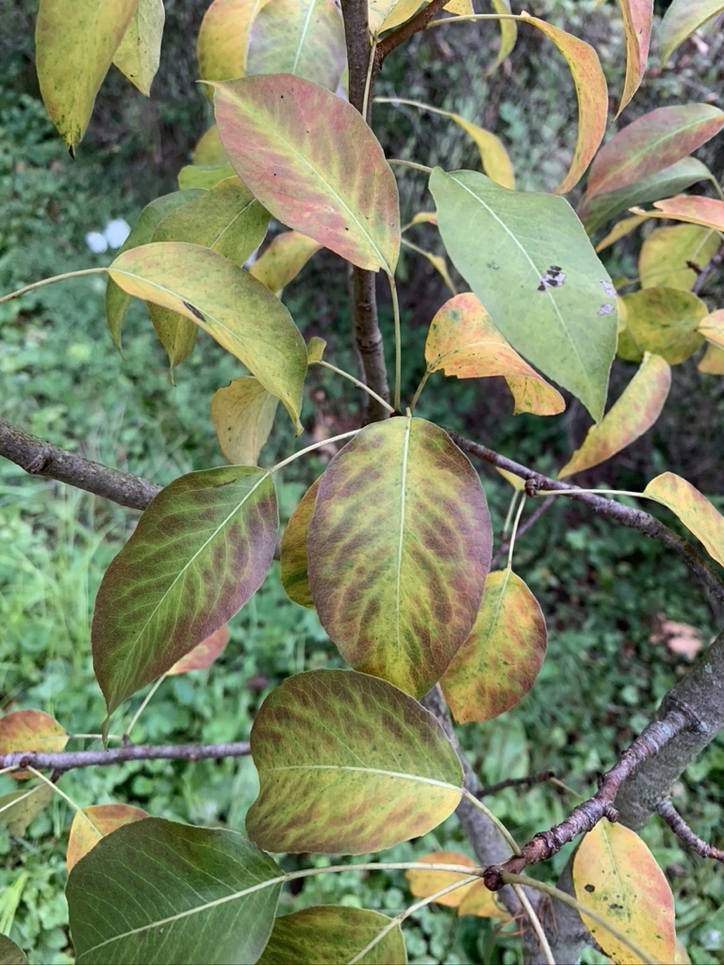 Pear disease? Pear deficiency? - General Fruit Growing - Growing Fruit