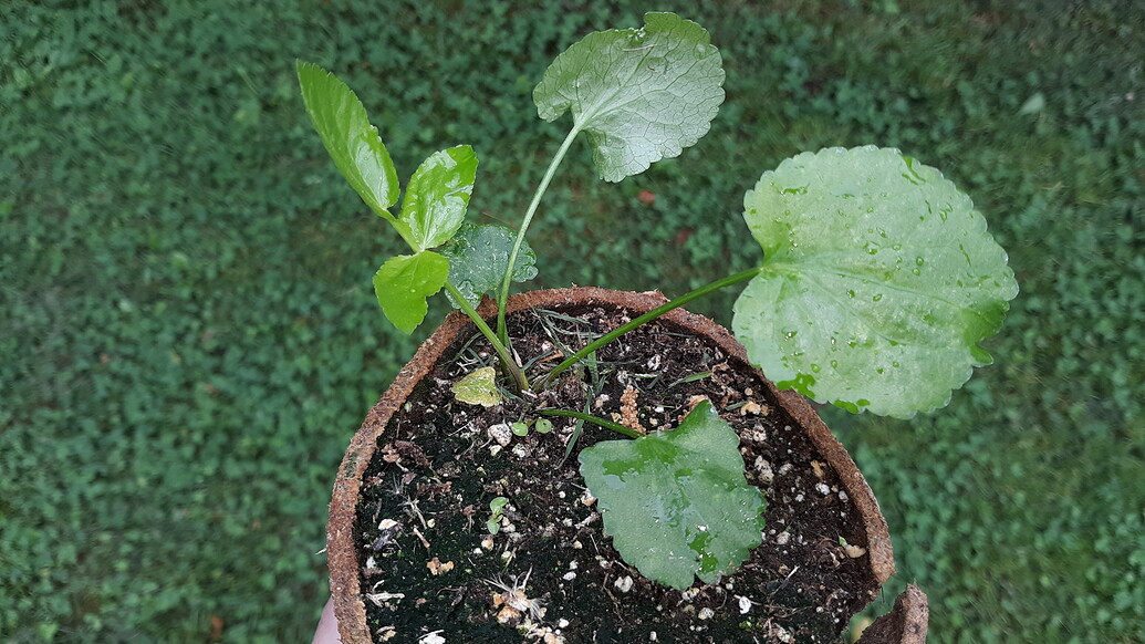Lesser Known Root Vegetables - General Gardening - Growing Fruit