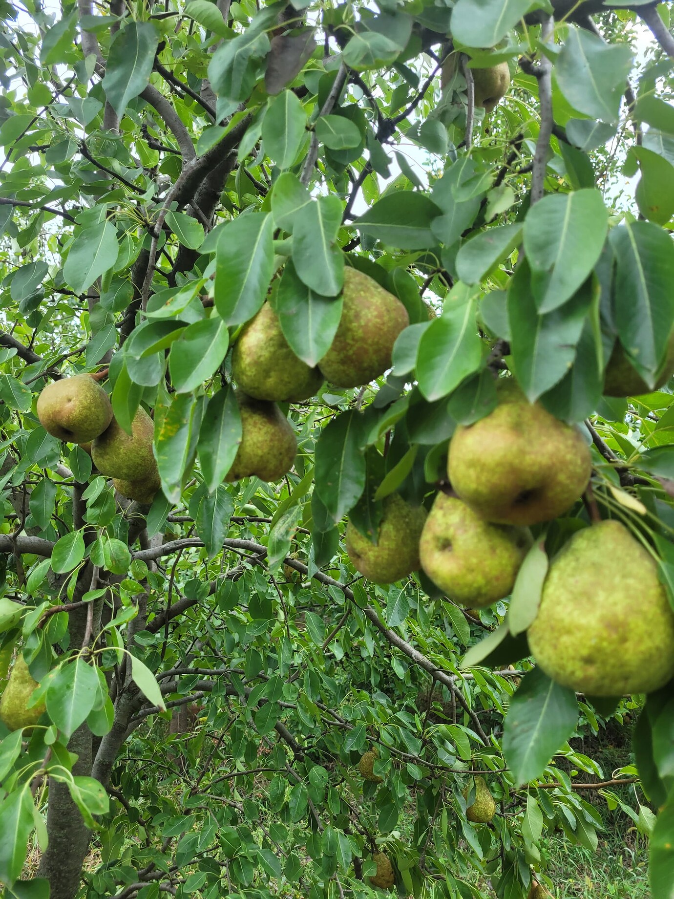 Karl's Favorite aka Ewart Pear - General Fruit Growing - Growing Fruit