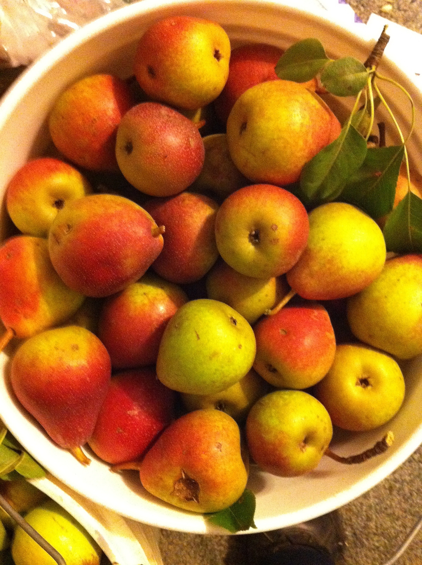 Ayers pear! - General Fruit Growing - Growing Fruit