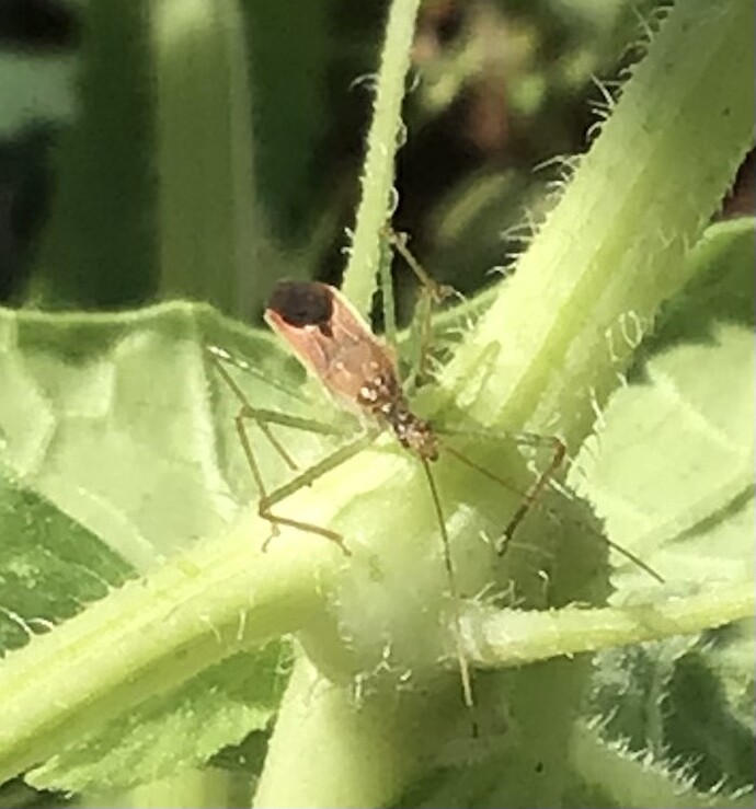 Is this a good or bad bug - General Gardening - Growing Fruit