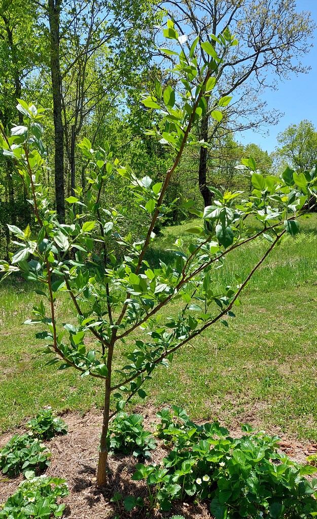 CHE fruit ? blossoms? - General Fruit Growing - Growing Fruit