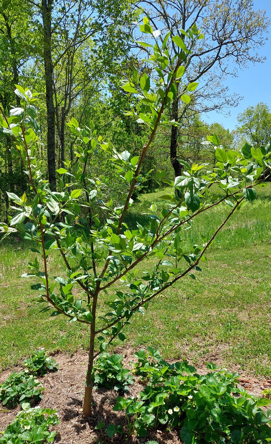 CHE fruit ? blossoms? - General Fruit Growing - Growing Fruit