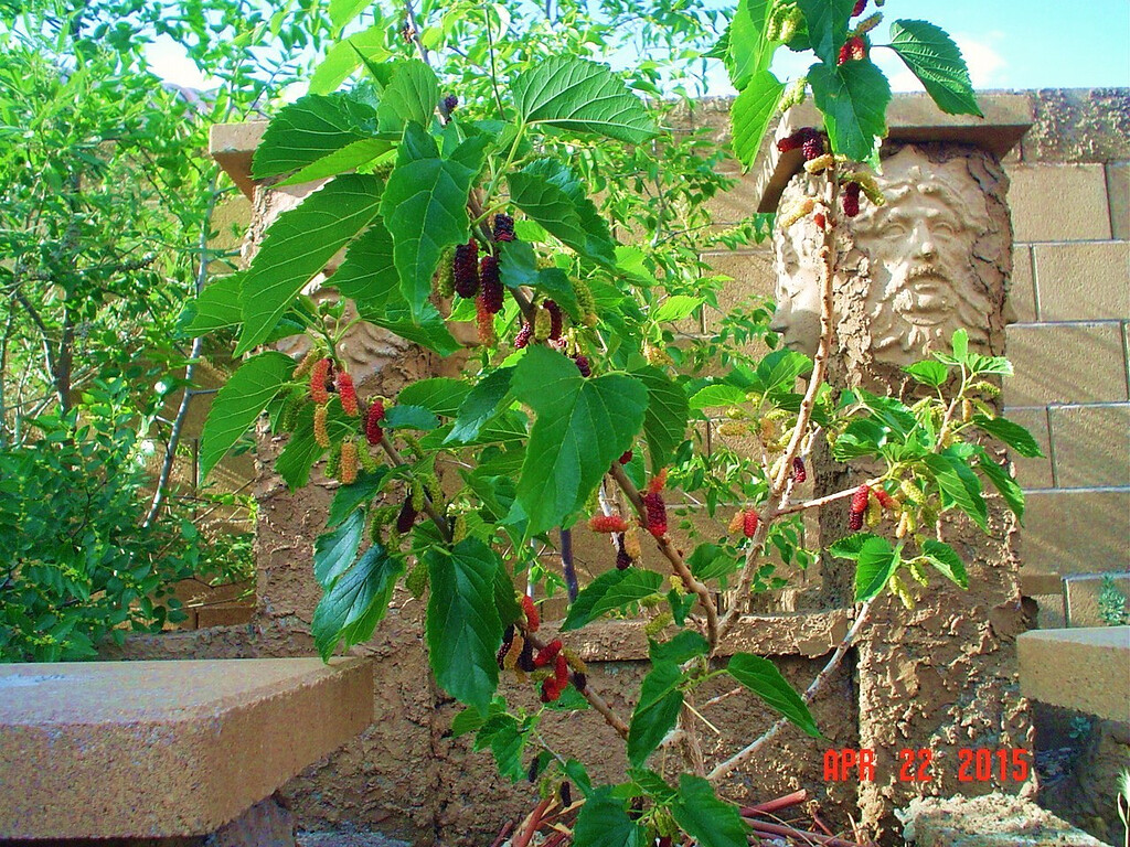 Gratitude and Kudos - General Fruit Growing - Growing Fruit