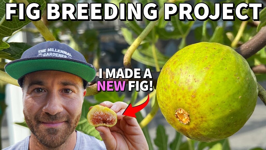 New Fig Variety from Millennial Gardner - General Fruit Growing ...