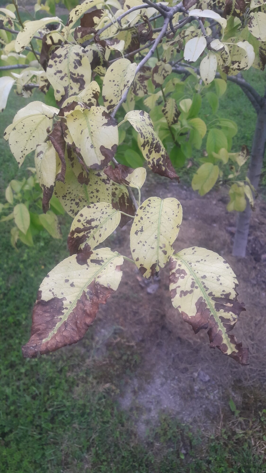 Pear tree disease help? - General Fruit Growing - Growing Fruit