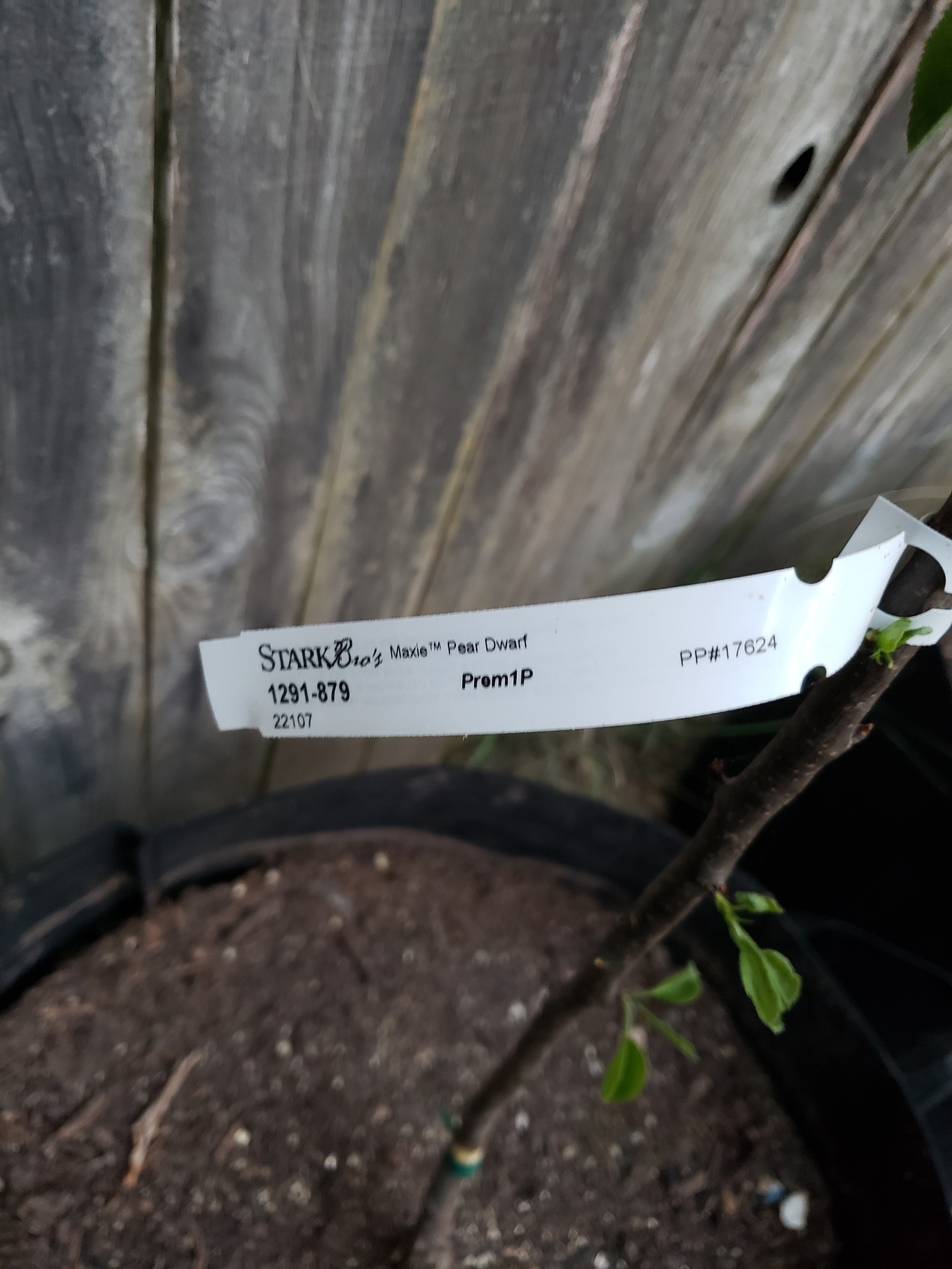 Pear rootstocks influence on Fruit size - General Fruit Growing ...